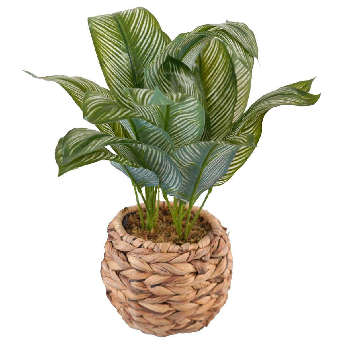 Plant In Rattan Style Pot